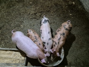 Purcei de vanzare Bacau - Animale