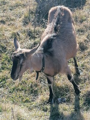 Capre de vânzare Pancota - Animale