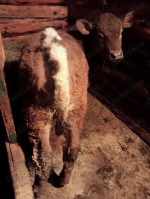 Vaci de vanzare, diverse rase Suceava