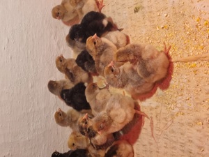 Vând pui de găină wyandotte splash alb-roșu Arad - Animale