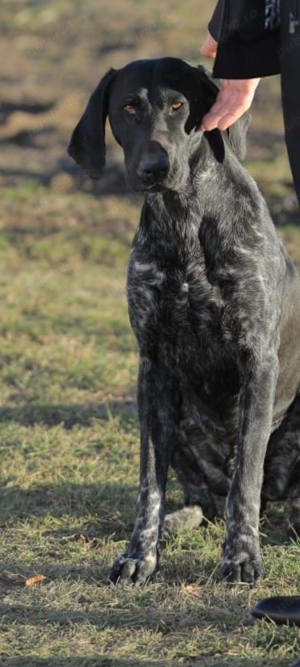 Brac german de vanzare - Publi24.ro