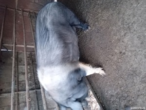 De vinzare purcea Turburea - Animale