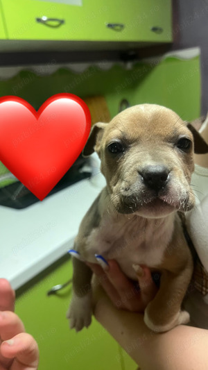 Pui amstaff de vânzare ! Galati - Animale