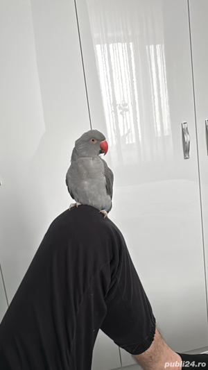 Micul alexander de vanzare - Publi24.ro