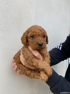 Catei Pudel Caniche Barboncino Arad - Animale