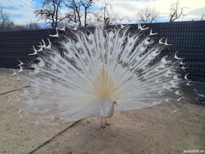 Pui si ouă de păuni, curci,rațe,gâște,gaini! Pui - Animale