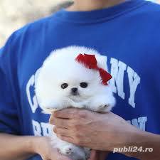 Pomeranian boo mini toy Brasov - Animale