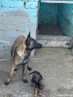 lup - Caini si catelusi de vanzare