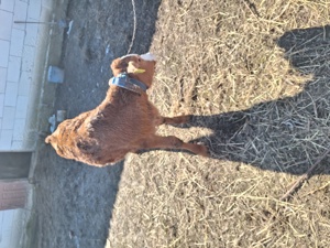 Vand vitel la preț bun! Timisoara - Animale