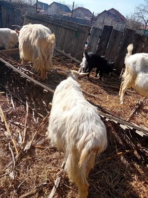 Capre de vanzare si iezi Iasi