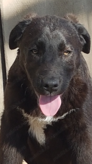 Catei Alabai,Ciobanesc de Asia Centrala,pui,Cao,Alabay,catel Afumati ...