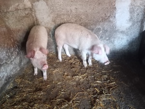 Vând purcei intre 50 și 100 kg Capusu Mic - Animale