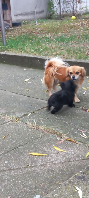 Pechinez de vanzare - Publi24.ro