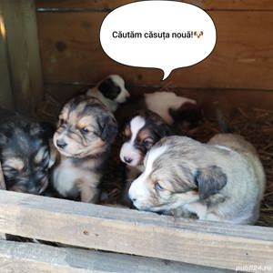 Ogar de vanzare - Publi24.ro