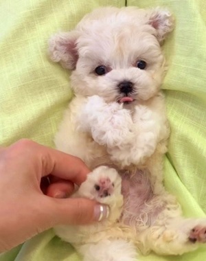 bichon mini toy - Caini si catelusi de vanzare