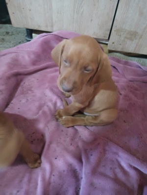 Catei viszla draguti Denta - Animale