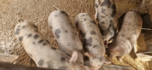 Vand porci de carne Petrain Sebis - Animale