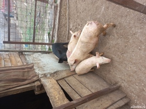 De vanzare purcei Beceni - Animale