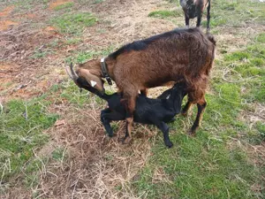 Vind capre fatate cu un ied cu toate tratamentele la zi Dernisoara - Animale