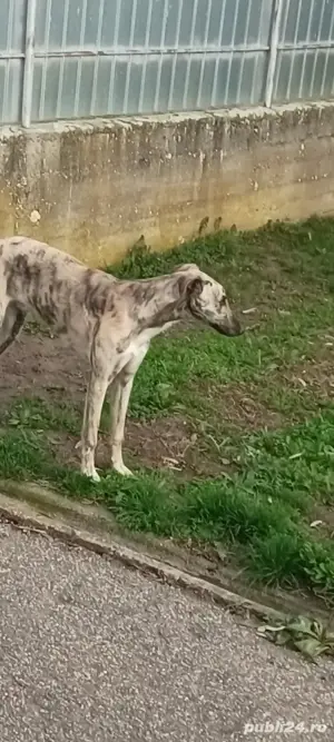 Ogar de vanzare - Publi24.ro
