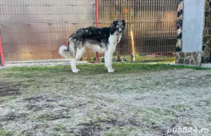 Ogar de vanzare - Publi24.ro