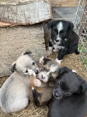 Vand Catei terrier Tismana - Animale
