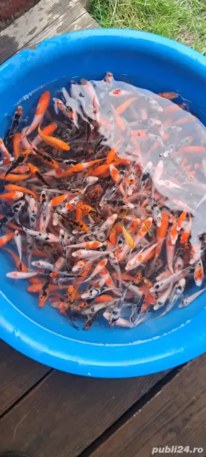 crap - Pesti de vanzare, diverse specii