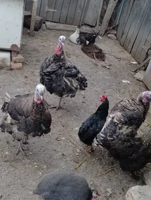 Curcani de vânzare Slatina - Animale