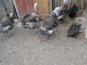 Curcani de vânzare Slatina - Animale