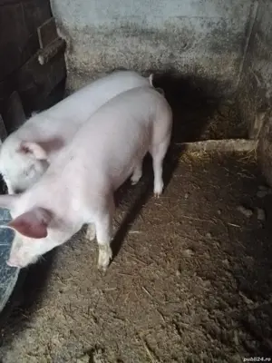 Vând două Grăsune de marele alb de 6 luni, aprox 65 de kg 1200 RON ...