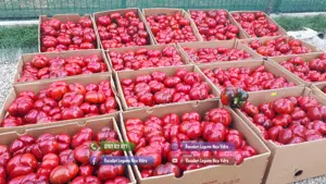 Rasaduri | Rasad de Ardei Gras Potop, Capia Ureche de Elefant, Gogosar ...