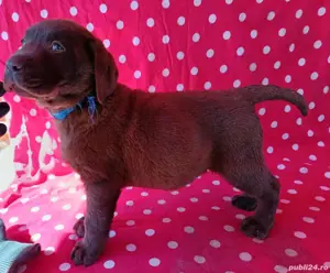 Labrador maro Pedigree Targu Mures - Animale