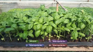 Rasad de rosii castraveti vinete ardei alte rasaduri legume 2025 Vidra ...