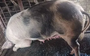Scroafă petrain de carne Sieu - Animale