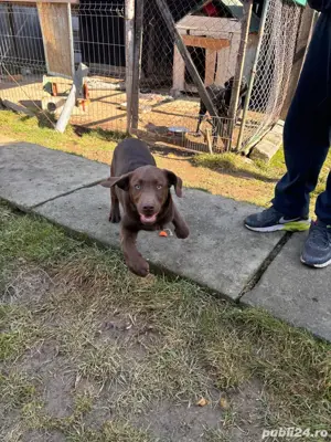 Catel labrador ciocolatiu Varfurile - Animale