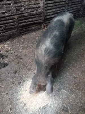 Vand scroafe gestante Perisoru - Animale