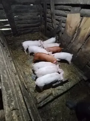 Vând purcei. 400 lei buc. 8 masculi și 2 femele Temeresti - Animale