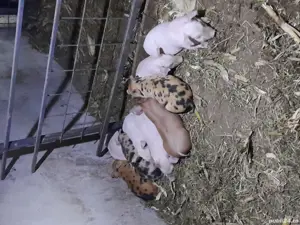 Purcei de vânzare Bacau - Animale