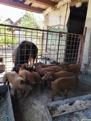 Vand purcei duroc rasa curata Zauan - Animale