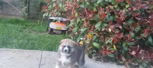 Catelusa Akita inu 7 săptămâni de vanzare Arad - Animale