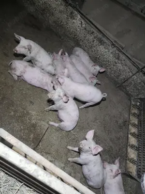 Purcei de vânzare Mihai Bravu - Animale