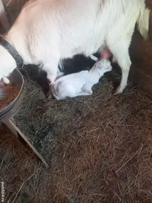 Capra Alpina Franțuzească Valea Budului - Animale
