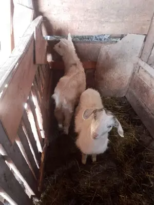 Capre si iezi de vanzare Arges