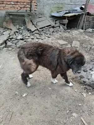 Femela de vanzare Teregova - Animale