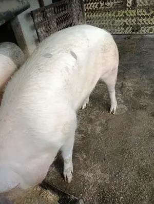 Vând porc in jur de 200 kg, rasa de carne Leordeni - Animale