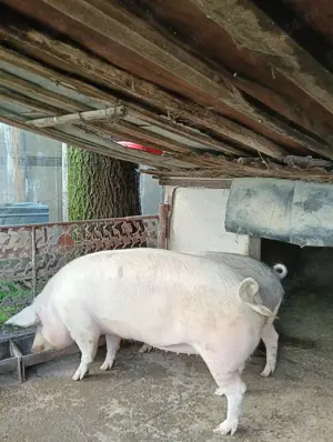 Vând porc in jur de 200 kg, rasa de carne Leordeni - Animale
