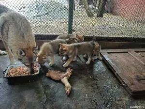 Catei lup cehosovac Bardesti - Animale