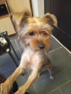 bison - Caini si catelusi de vanzare