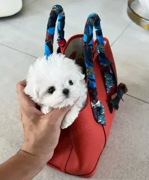 Pui din rasa Bichon Maltez Mini din canisa autorizată disponibili ...