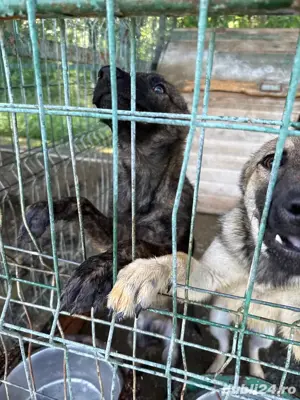 Pui lup belgian cu ceh Ghermanesti - Animale